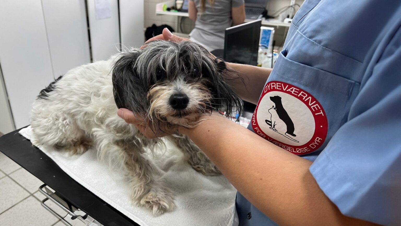 Bliv klogere på giardia hos hunde - Dyrevaernet